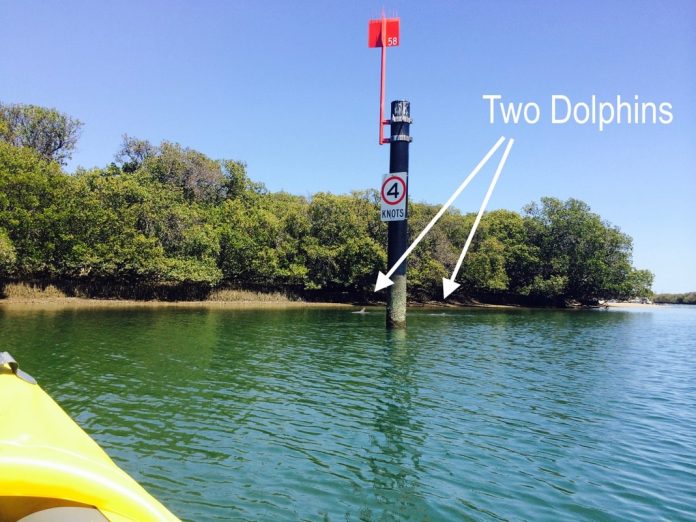 Adelaide Dolphin Sanctuary Kayak Tour - Best Things to See and Do ...