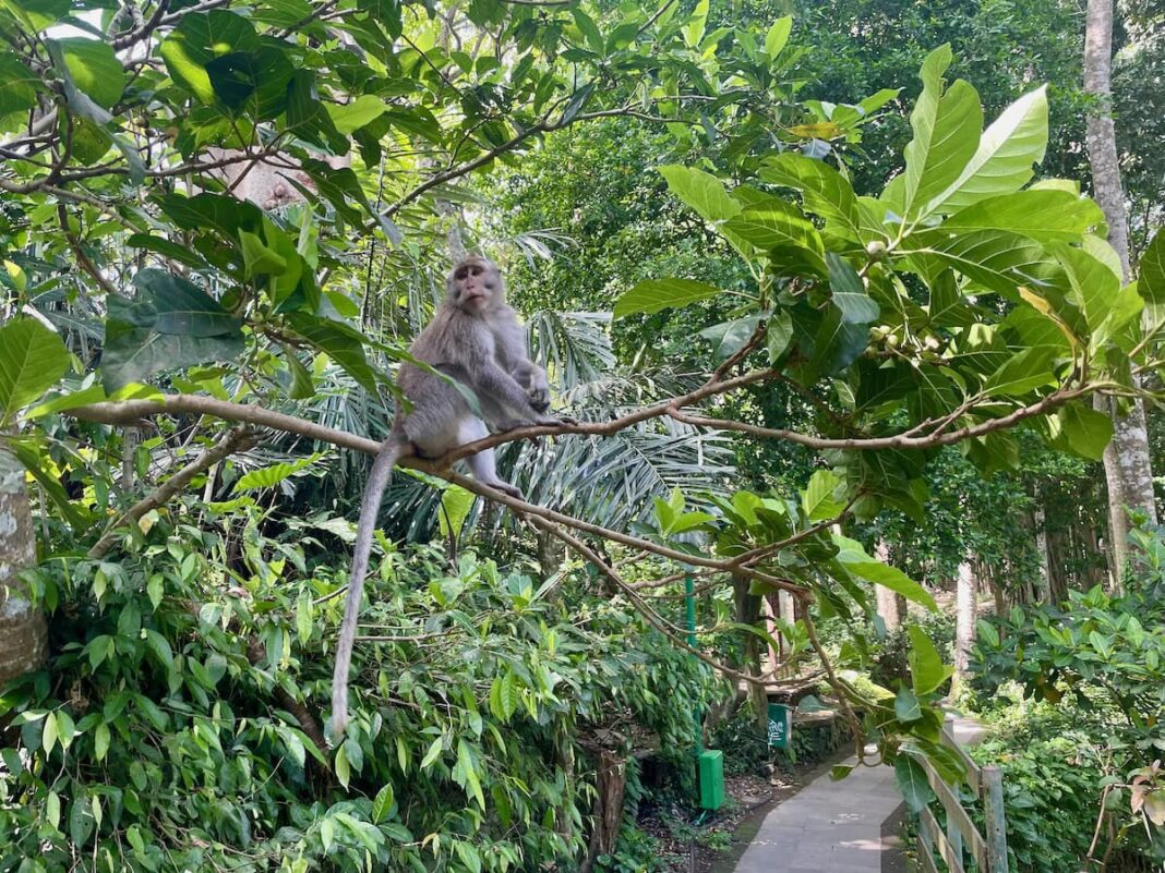 Ubud MONKEY FOREST Travel Guide: Exploring Wildlife, Culture, and More ...